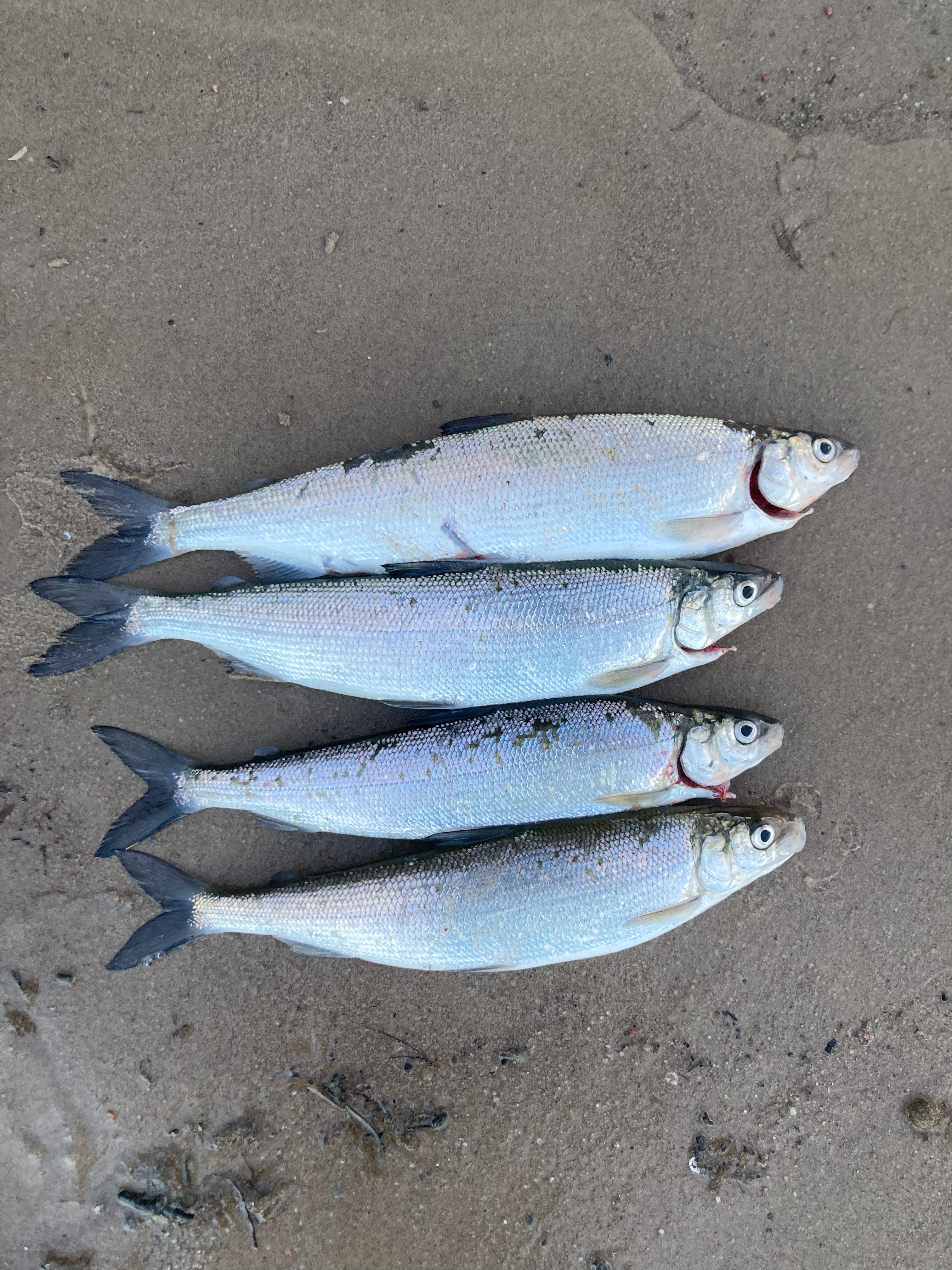 FISHERMANSLODGE — An Unexpected Treasure: The Whitefish