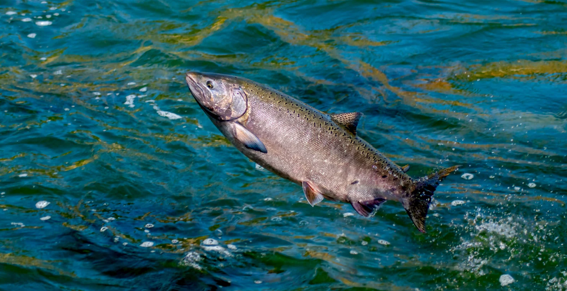 Salmon Fishing in Finland – Everything You Need to Know